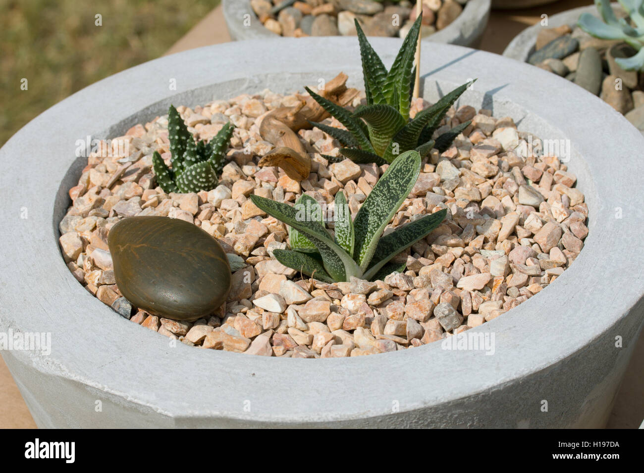 decorative house plant cactus grows on the rocks Stock Photo - Alamy