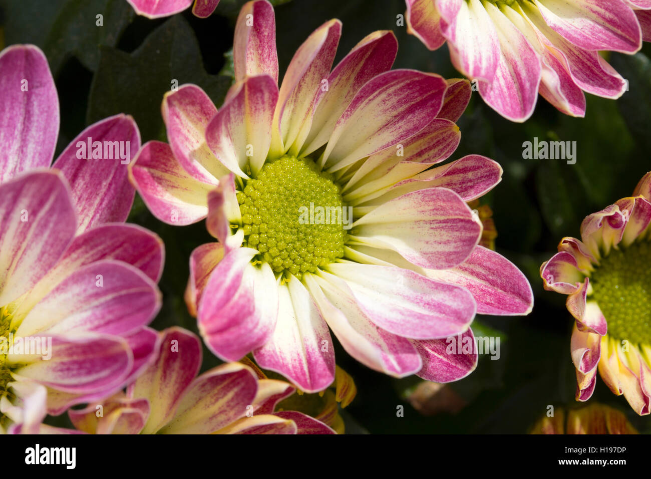 daisy flower with red and white petals closeup Stock Photo - Alamy