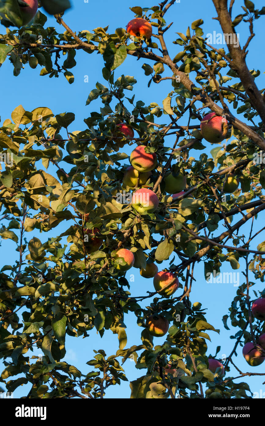 Apple tree twig hi-res stock photography and images - Alamy