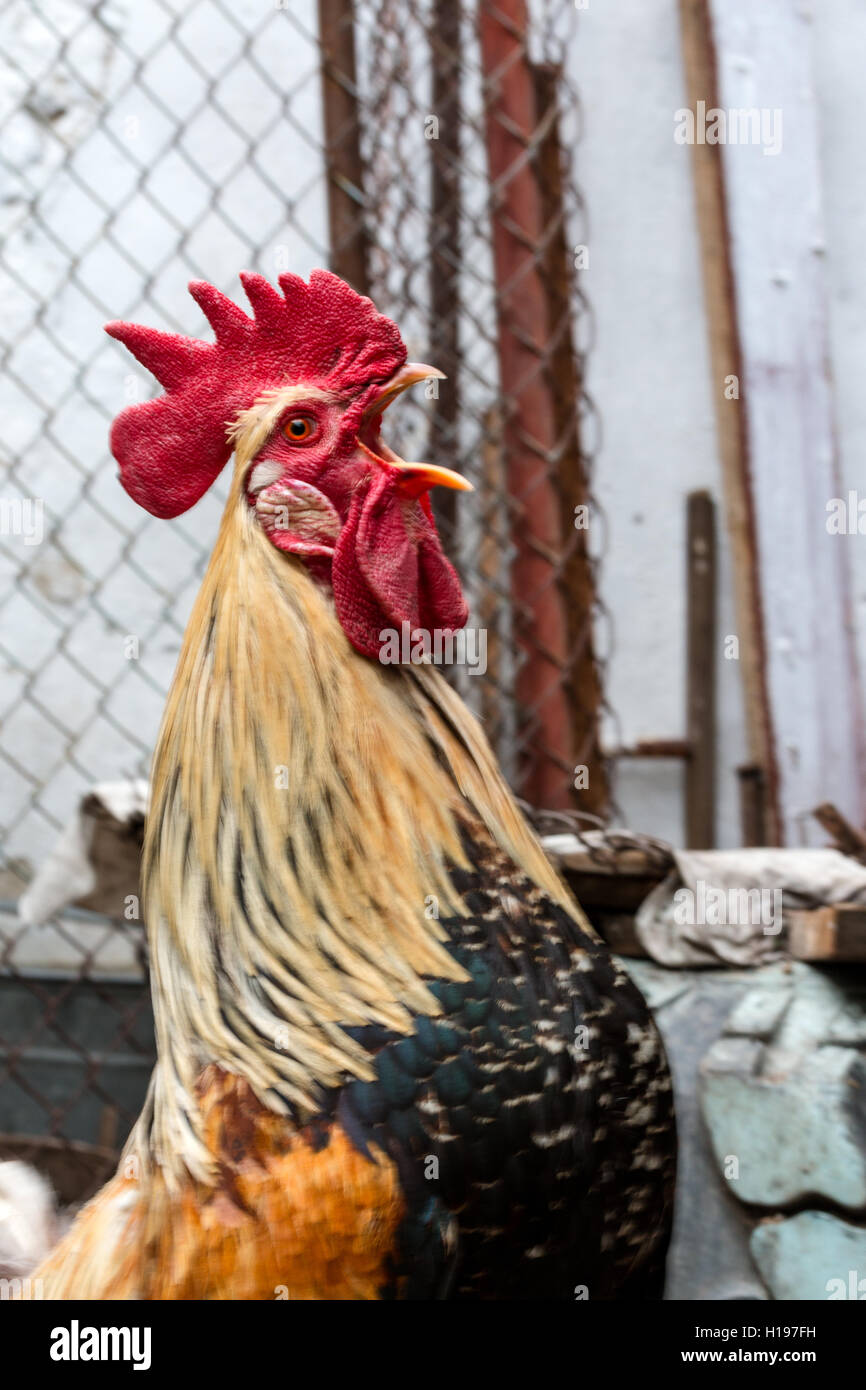 beautiful poultry rooster standing and screaming Stock Photo - Alamy