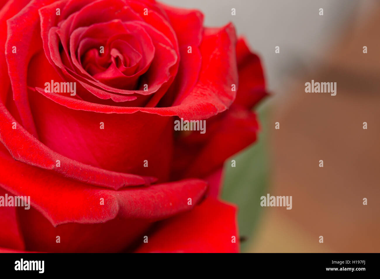 red rose closeup on a light background Stock Photo - Alamy