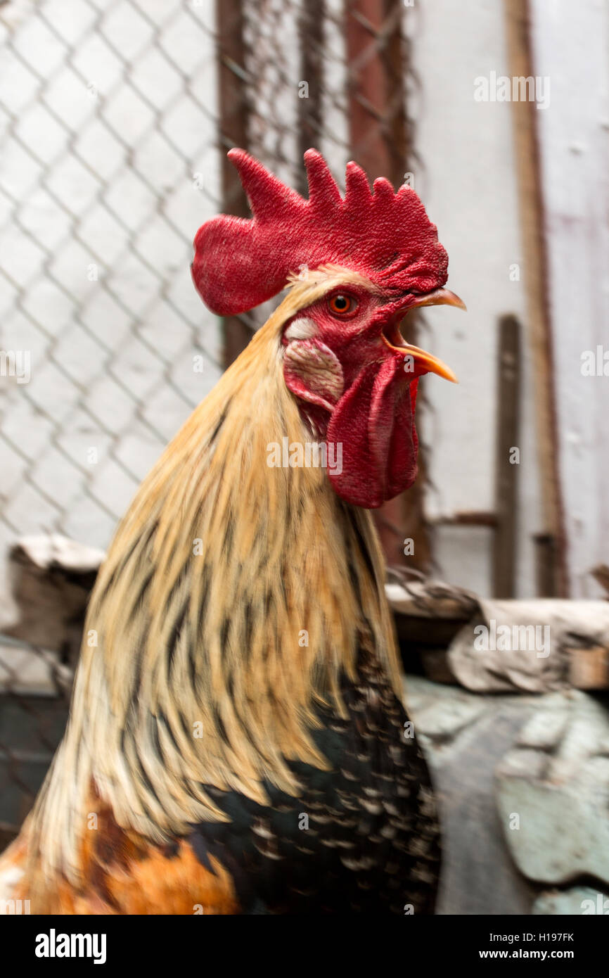 beautiful poultry rooster standing and screaming Stock Photo - Alamy