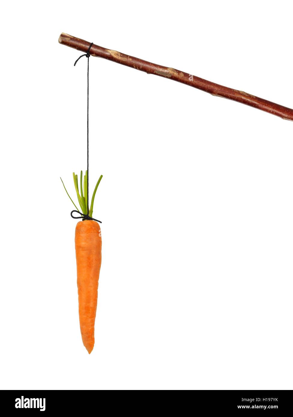 Stick with carrot Stock Photo - Alamy