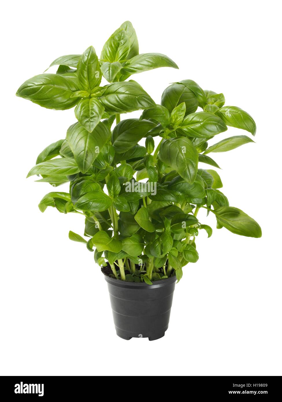 Basil a pot Stock Photo - Alamy