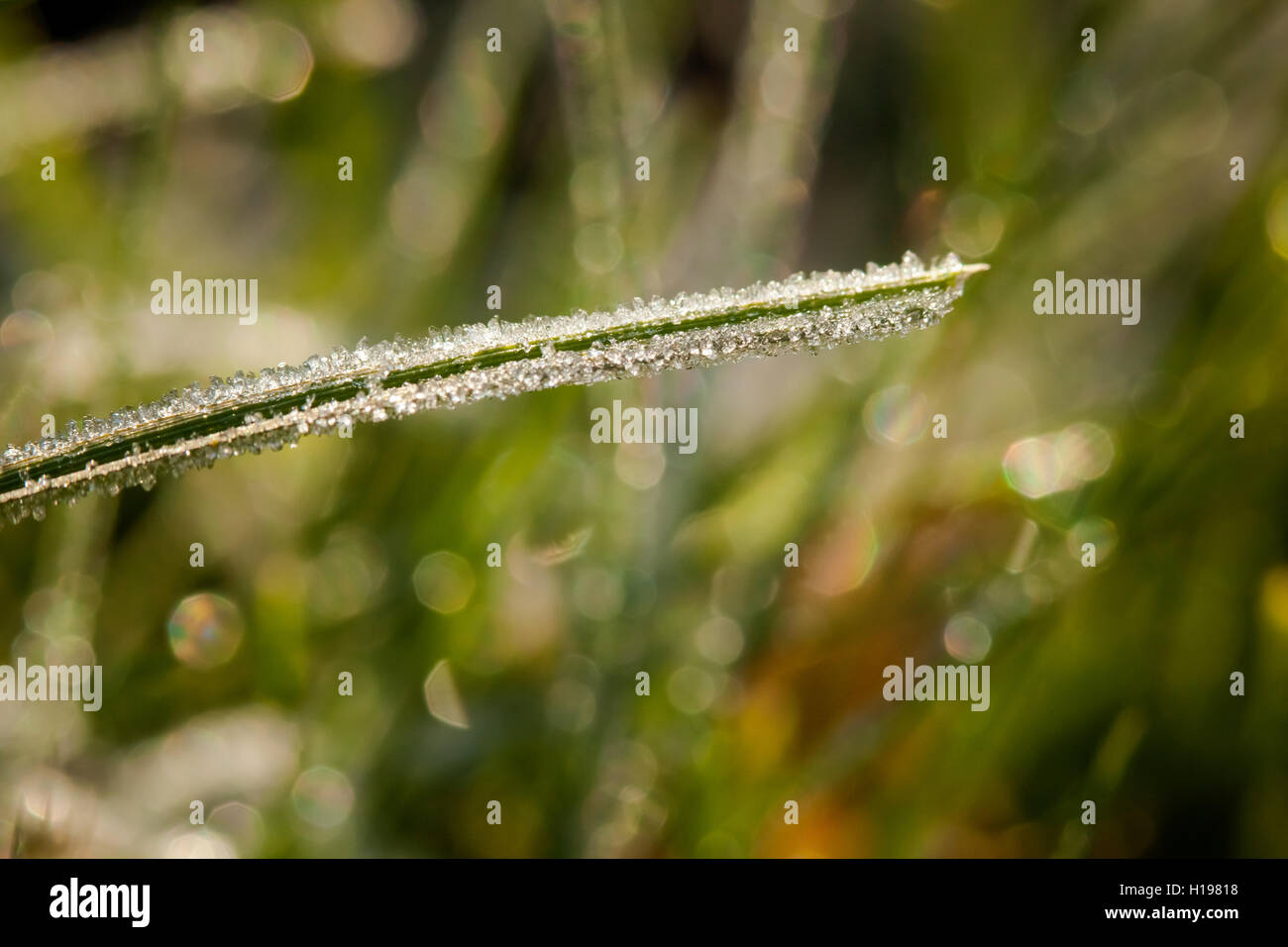 Macro photography of waterdrops in nature Stock Photo - Alamy