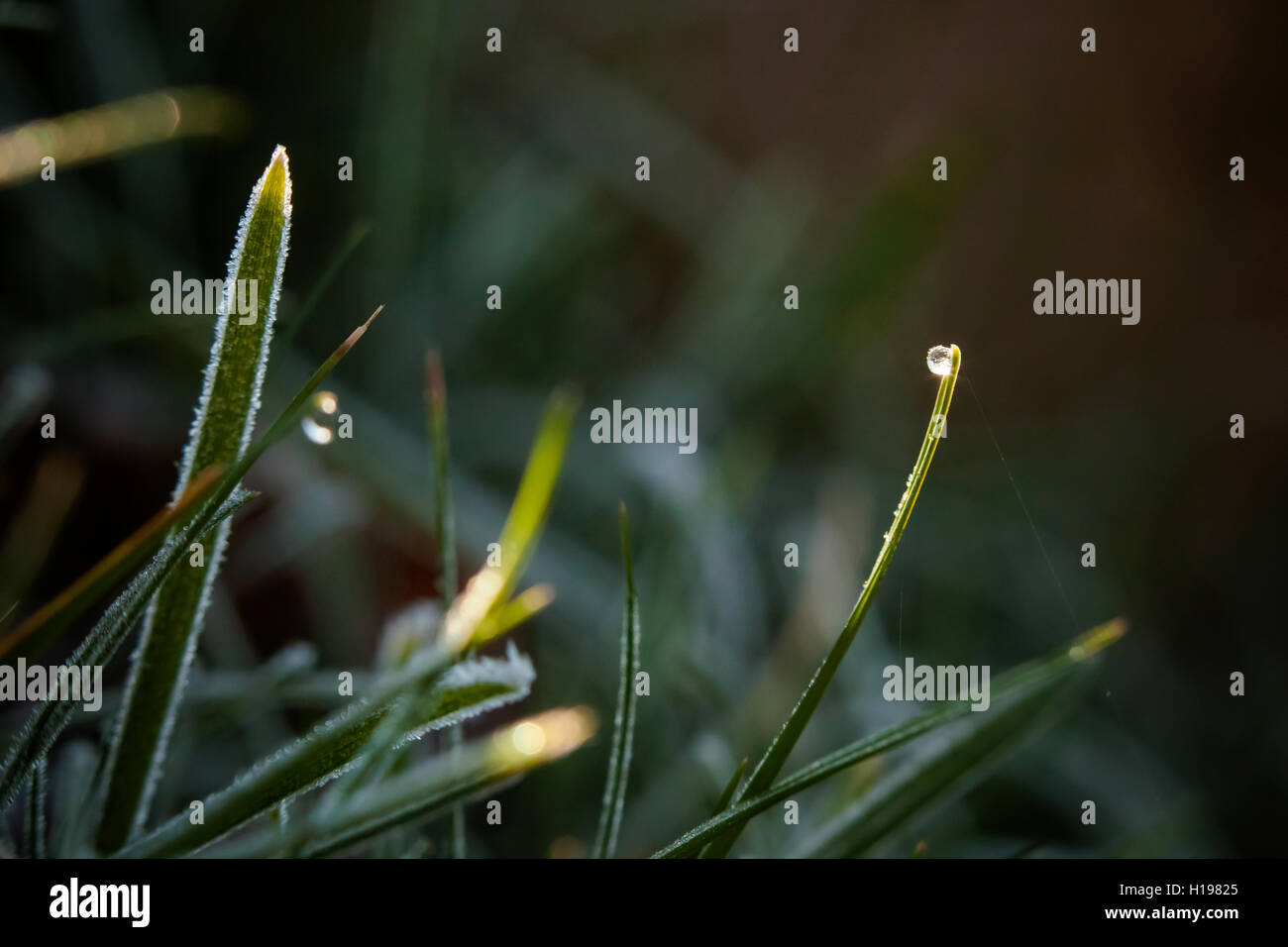 Macro photography of waterdrops in nature Stock Photo - Alamy