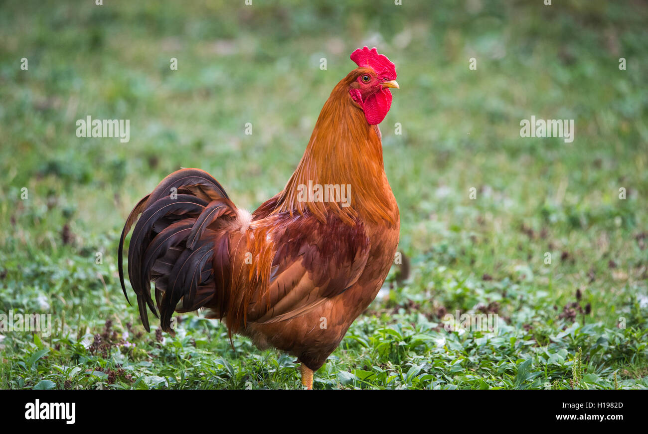 Colorful Rhode Island Red rooster. Big male chicken with flamboyant ...