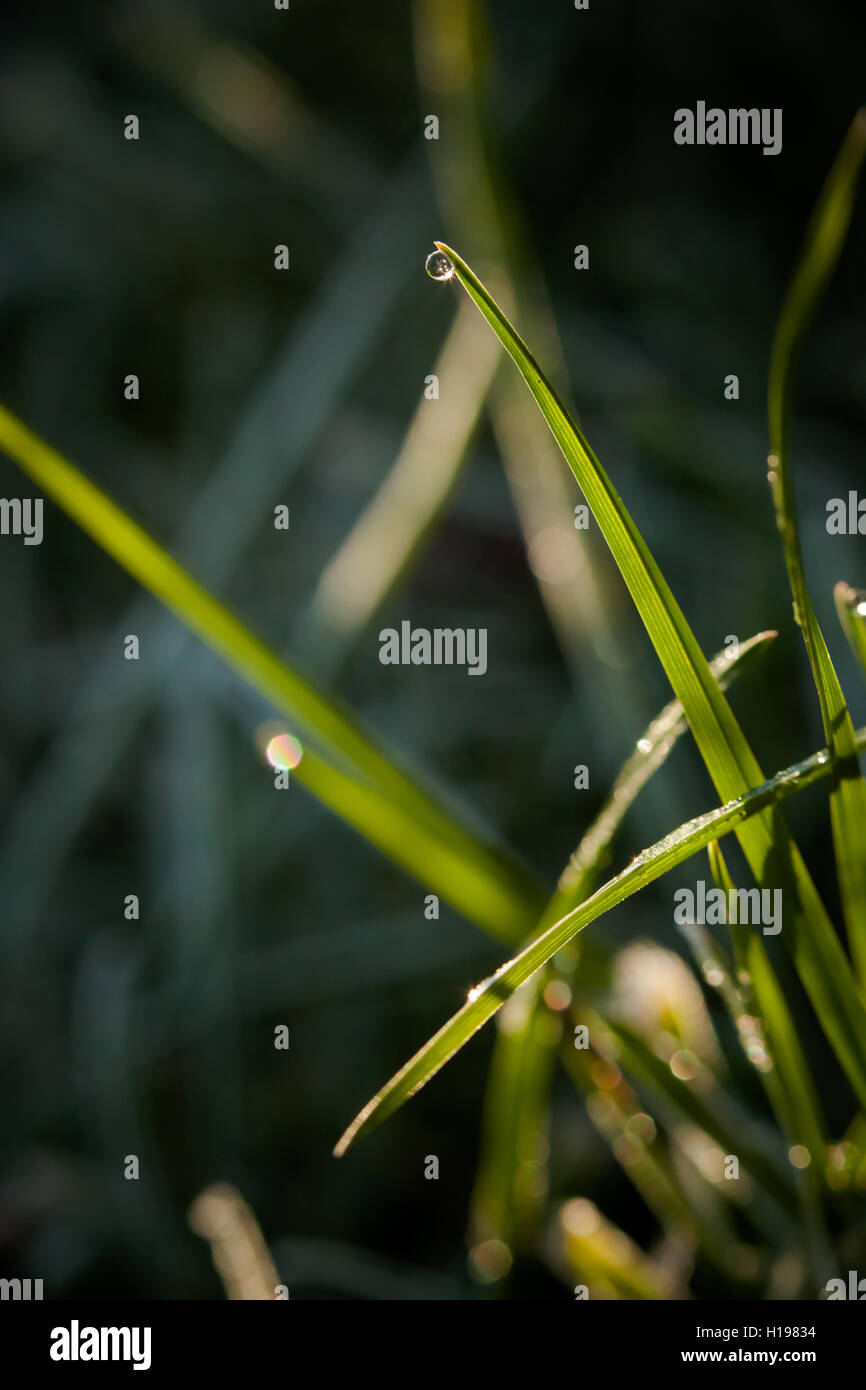 Macro photography of waterdrops in nature Stock Photo - Alamy