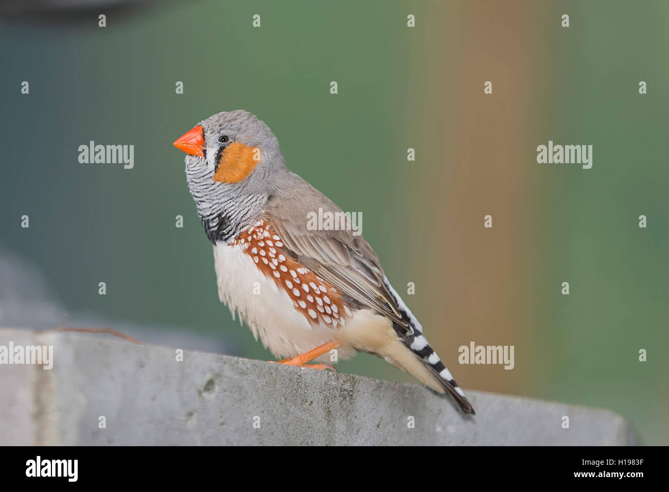 Male zebra finch hi-res stock photography and images - Alamy