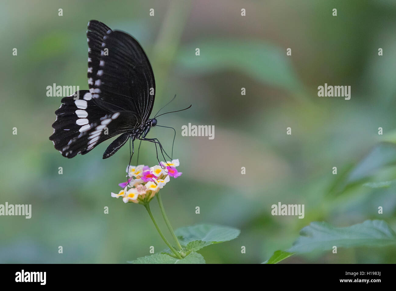 Scarlet Swallowtail Butterfly Papilio rumanzovia, female, wings with ...