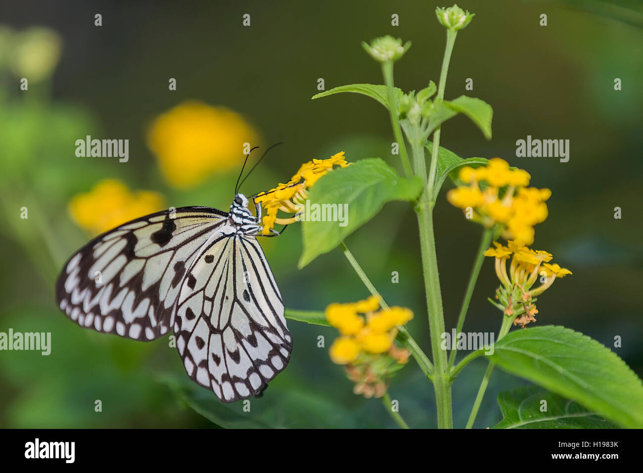 Idea leuconoe, also know as Paper Kite Butterfly Stock Photo - Alamy
