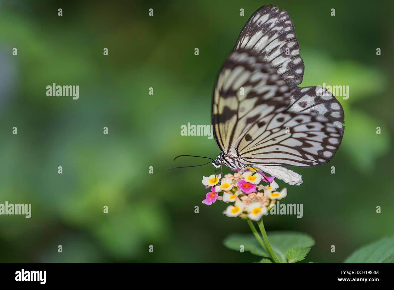 Idea leuconoe, also know as Paper Kite Butterfly Stock Photo - Alamy