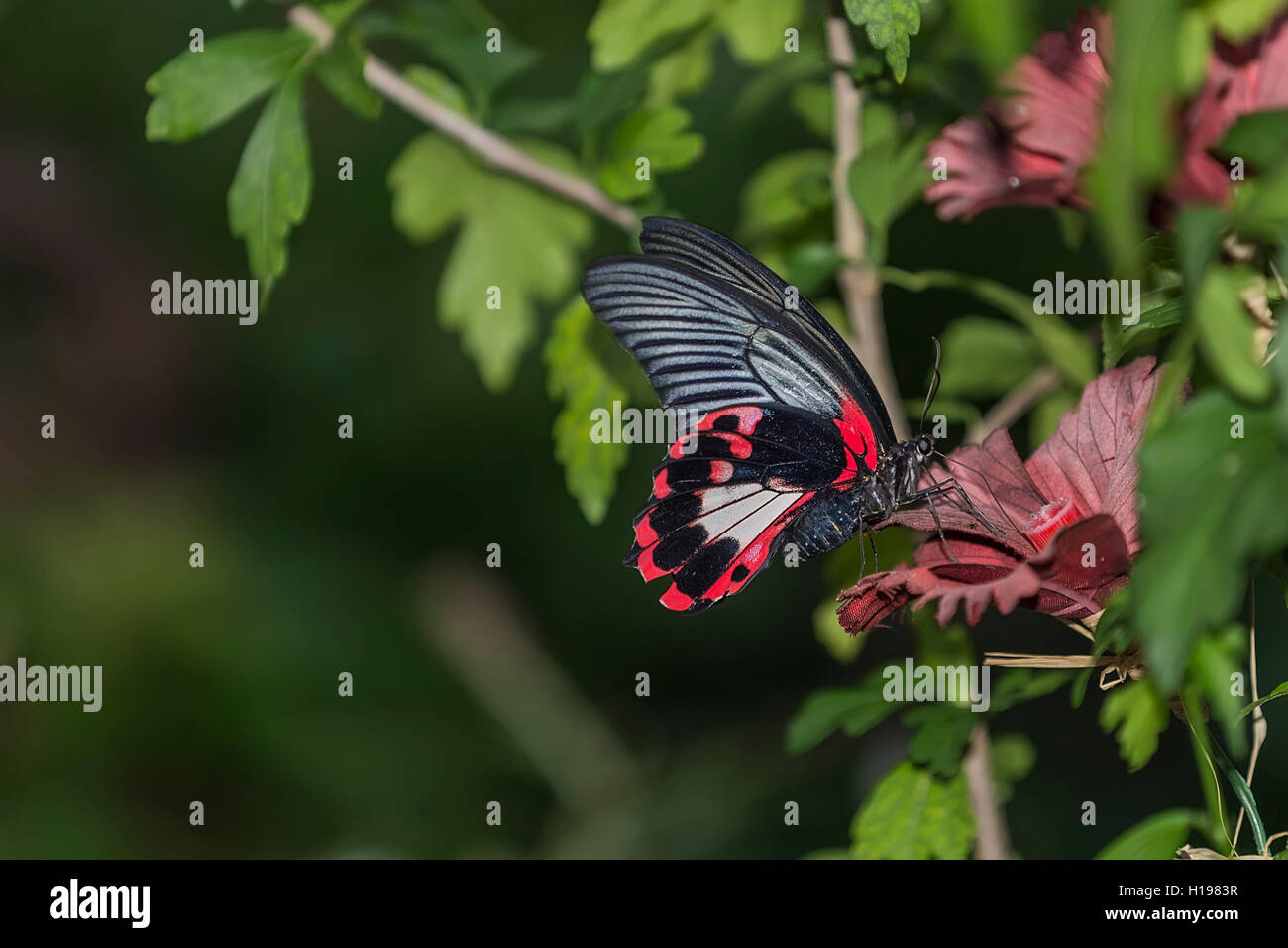 Scarlet swallowtail butterfly papilio rumanzovia hi-res stock ...