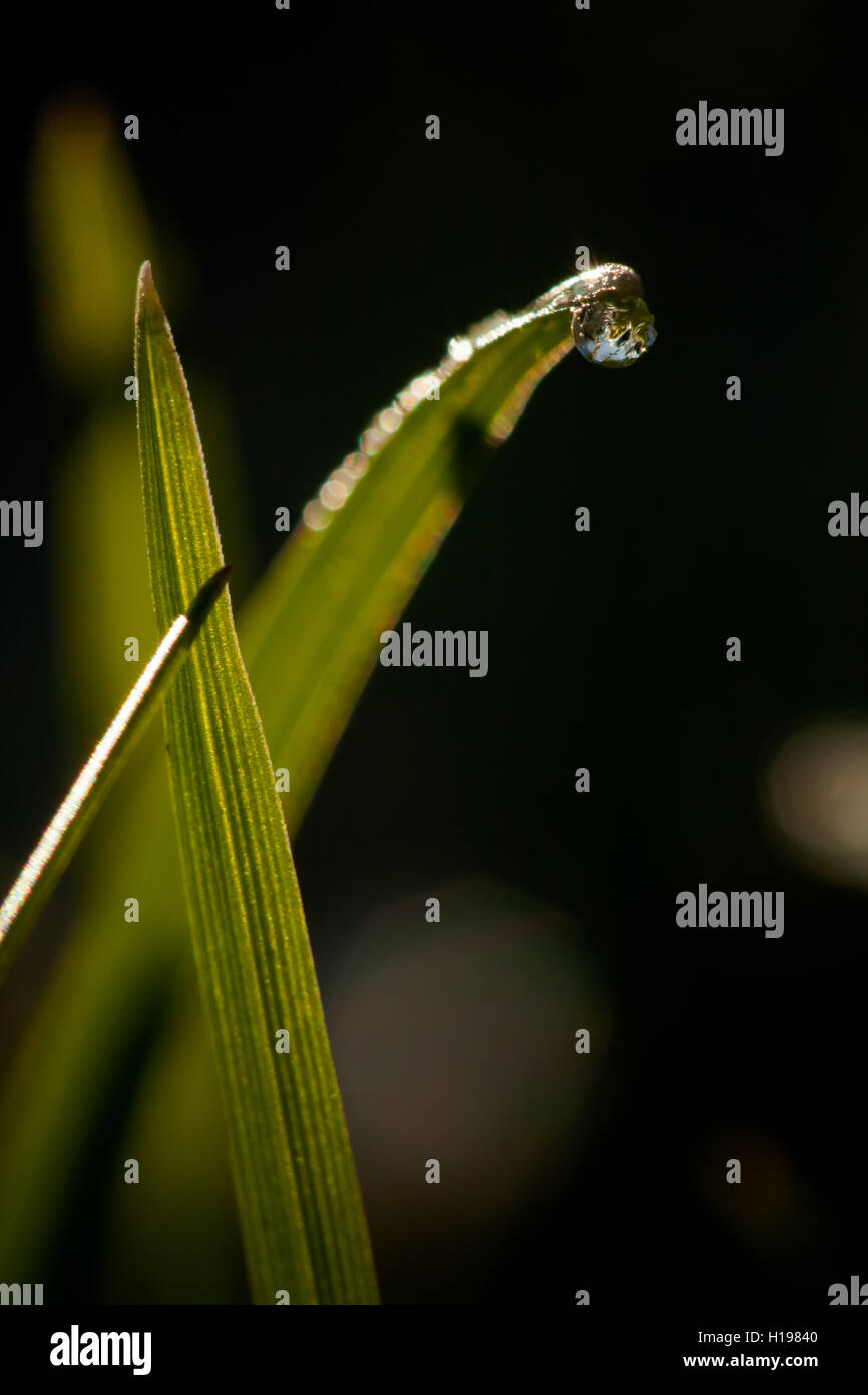 Macro photography of waterdrops in nature Stock Photo - Alamy