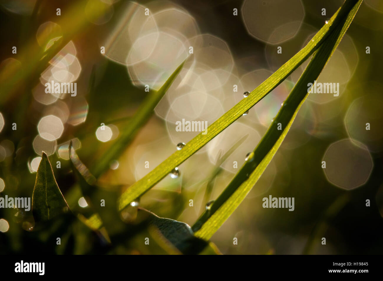 Macro photography of waterdrops in nature Stock Photo - Alamy