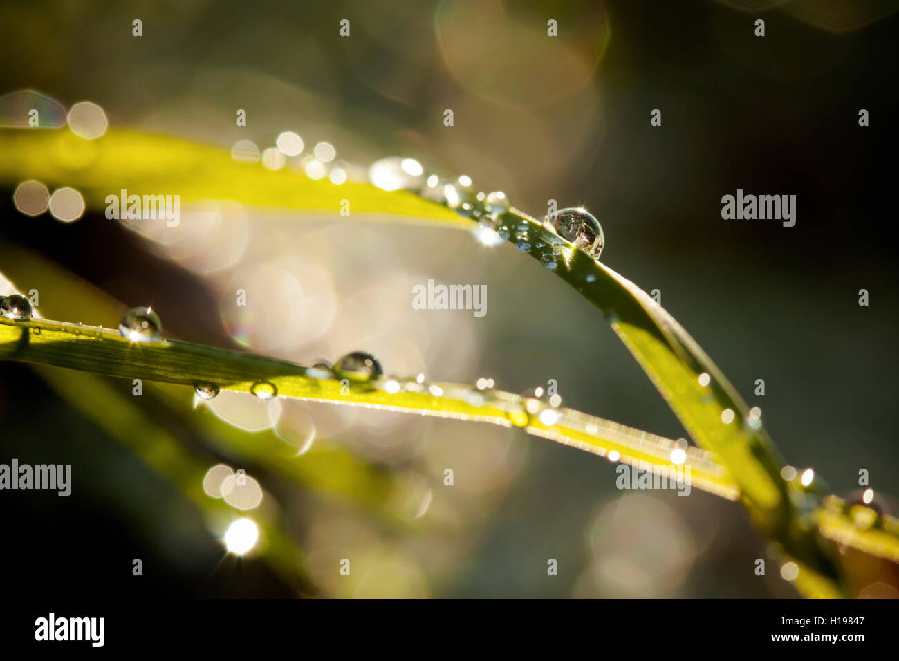 Macro photography of waterdrops in nature Stock Photo - Alamy