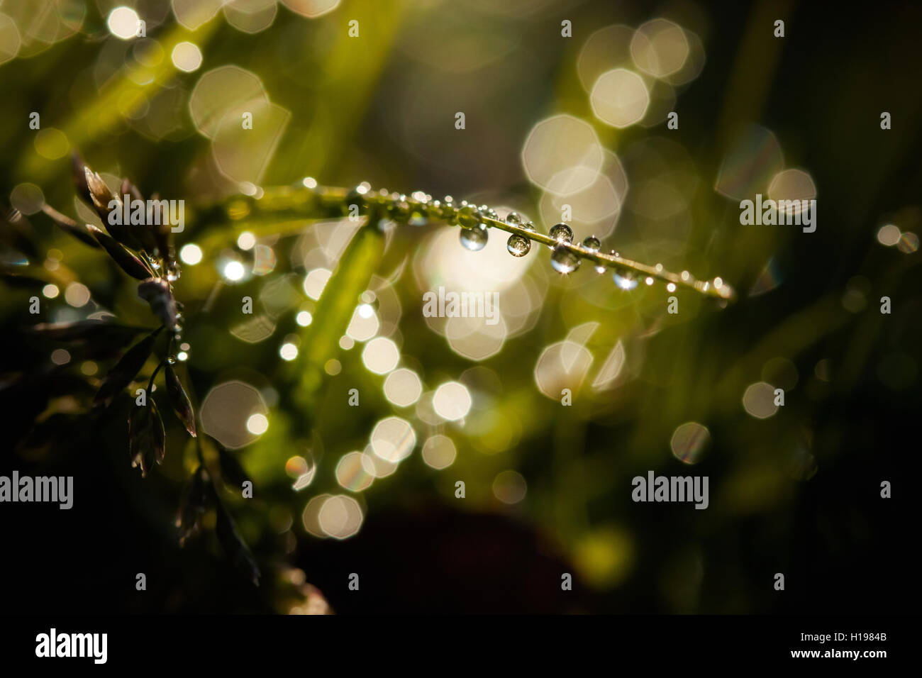 Macro photography of waterdrops in nature Stock Photo - Alamy