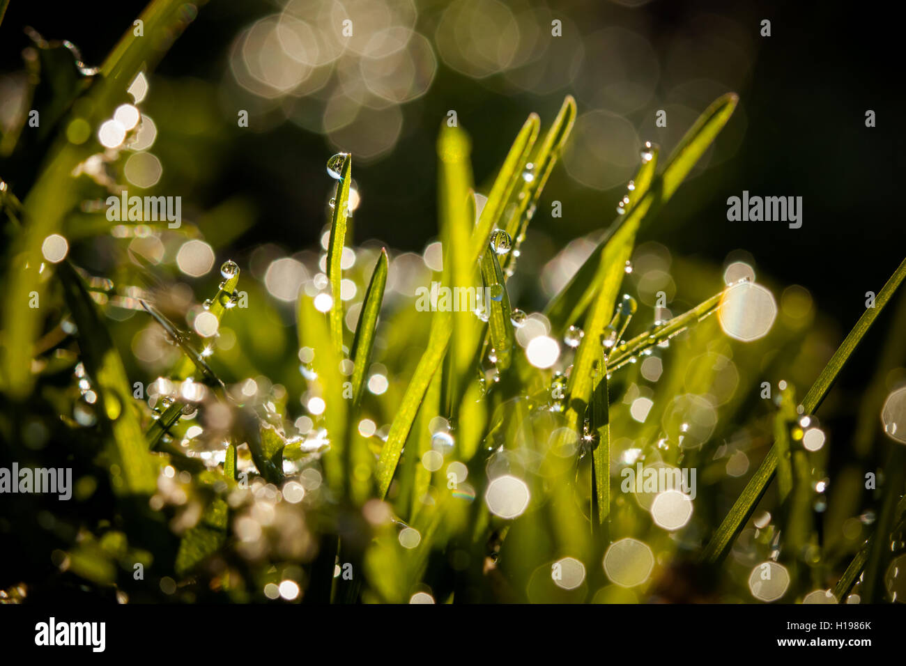 Macro photography of waterdrops in nature Stock Photo - Alamy
