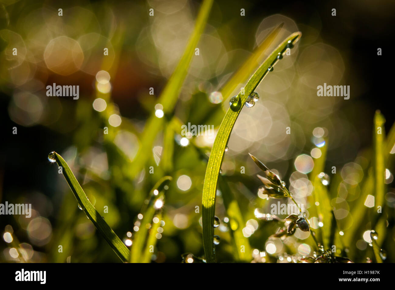 Macro photography of waterdrops in nature Stock Photo - Alamy
