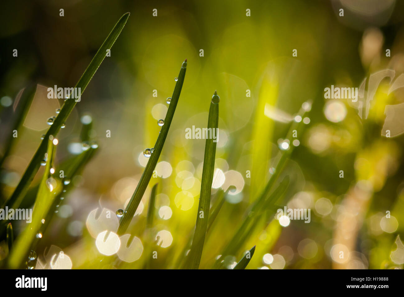 Macro photography of waterdrops in nature Stock Photo - Alamy