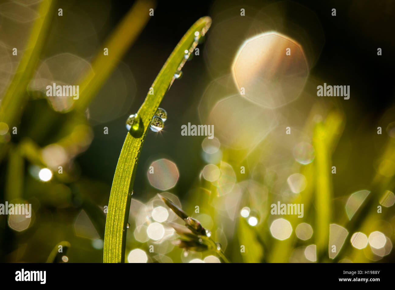 Macro photography of waterdrops in nature Stock Photo - Alamy