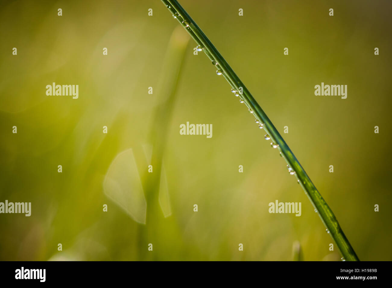 Macro photography of waterdrops in nature Stock Photo - Alamy