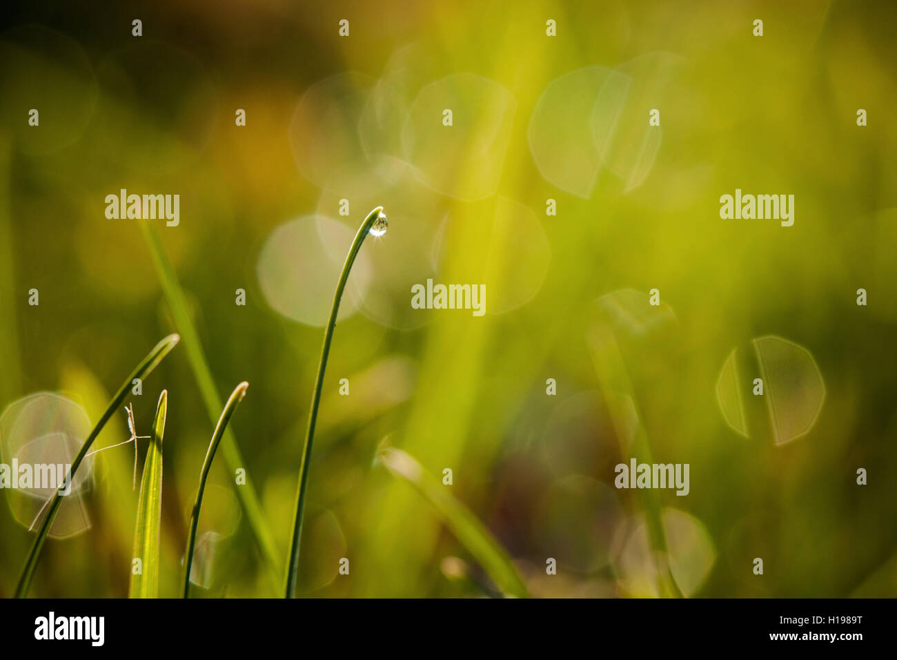 Macro photography of waterdrops in nature Stock Photo - Alamy