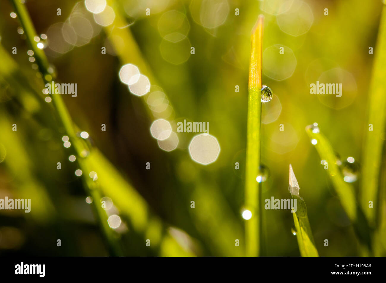 Macro photography of waterdrops in nature Stock Photo - Alamy