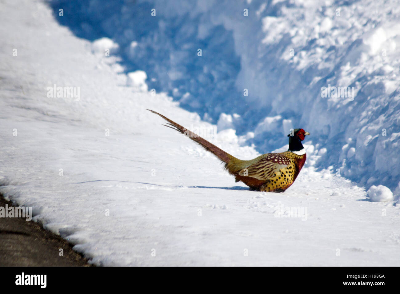 Pheasant in the snow Stock Photo - Alamy
