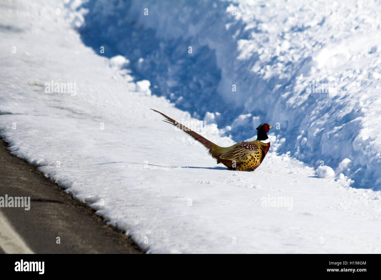 Pheasant in the snow Stock Photo - Alamy