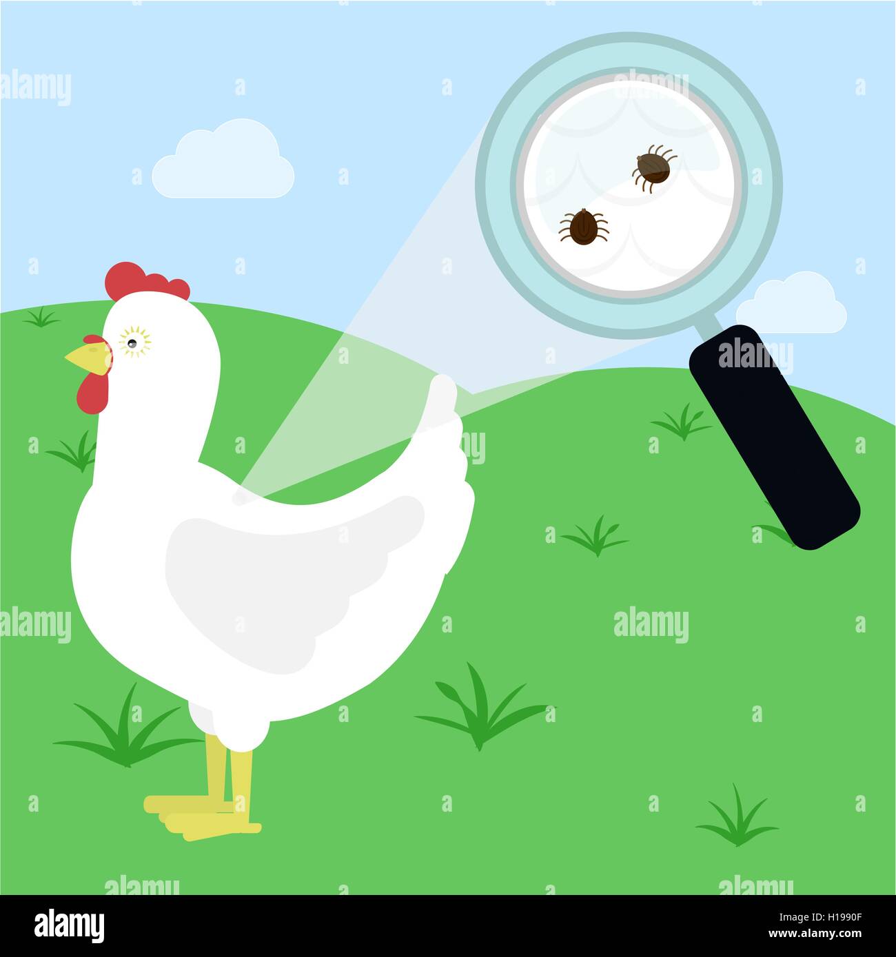 Magnifying glass enlarging chicken feathersn piece with tick. Field on ...