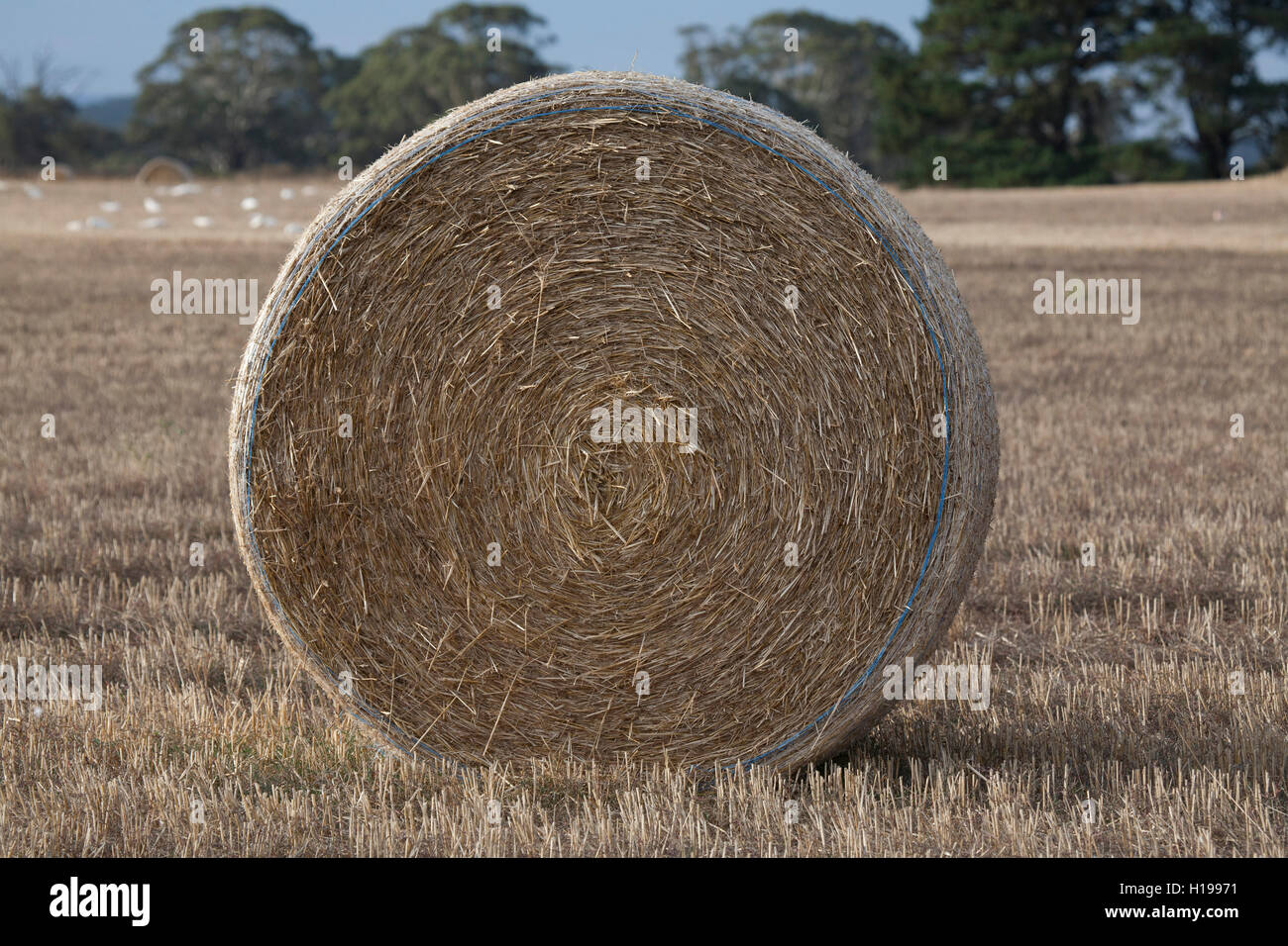 Bulk fodder hi-res stock photography and images - Alamy