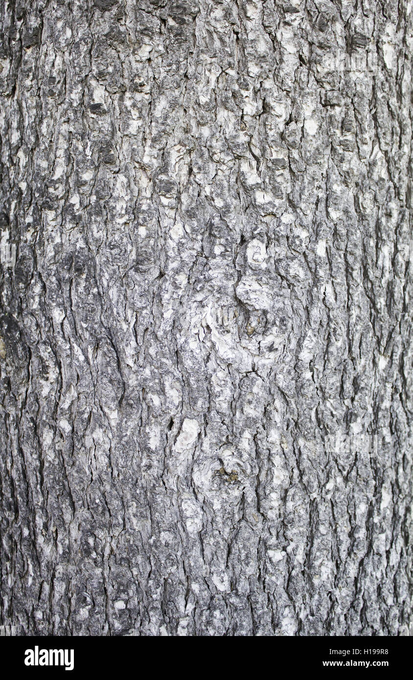 Dark tree trunk in forest, nature Stock Photo - Alamy