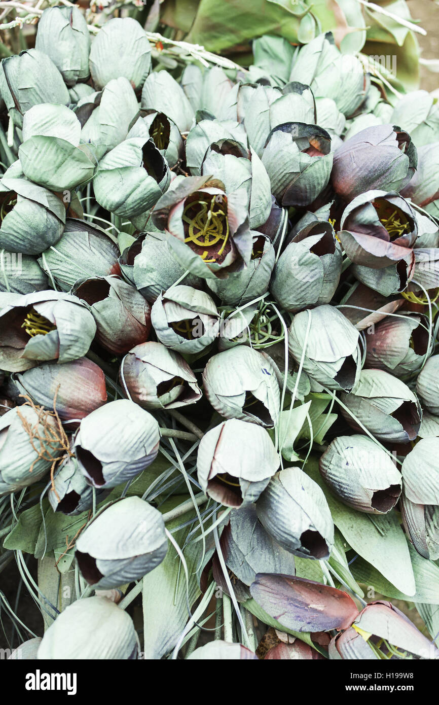 Bud dry and damaged flower, nature and flowers Stock Photo - Alamy