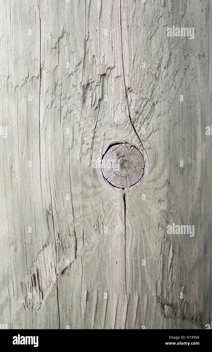 Wooden hole in tree park nature Stock Photo - Alamy