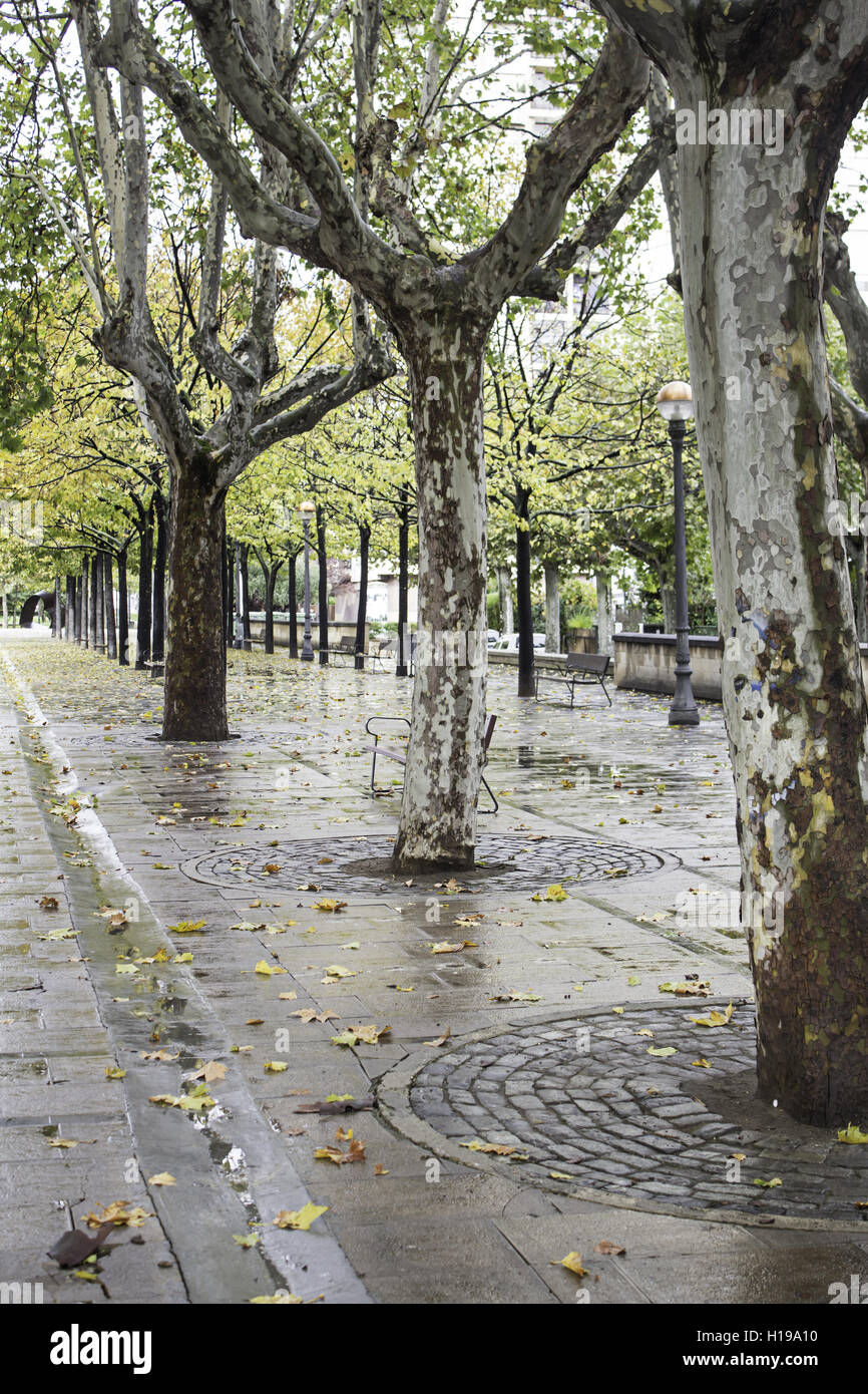 Lane of chestnut trees hi-res stock photography and images - Alamy