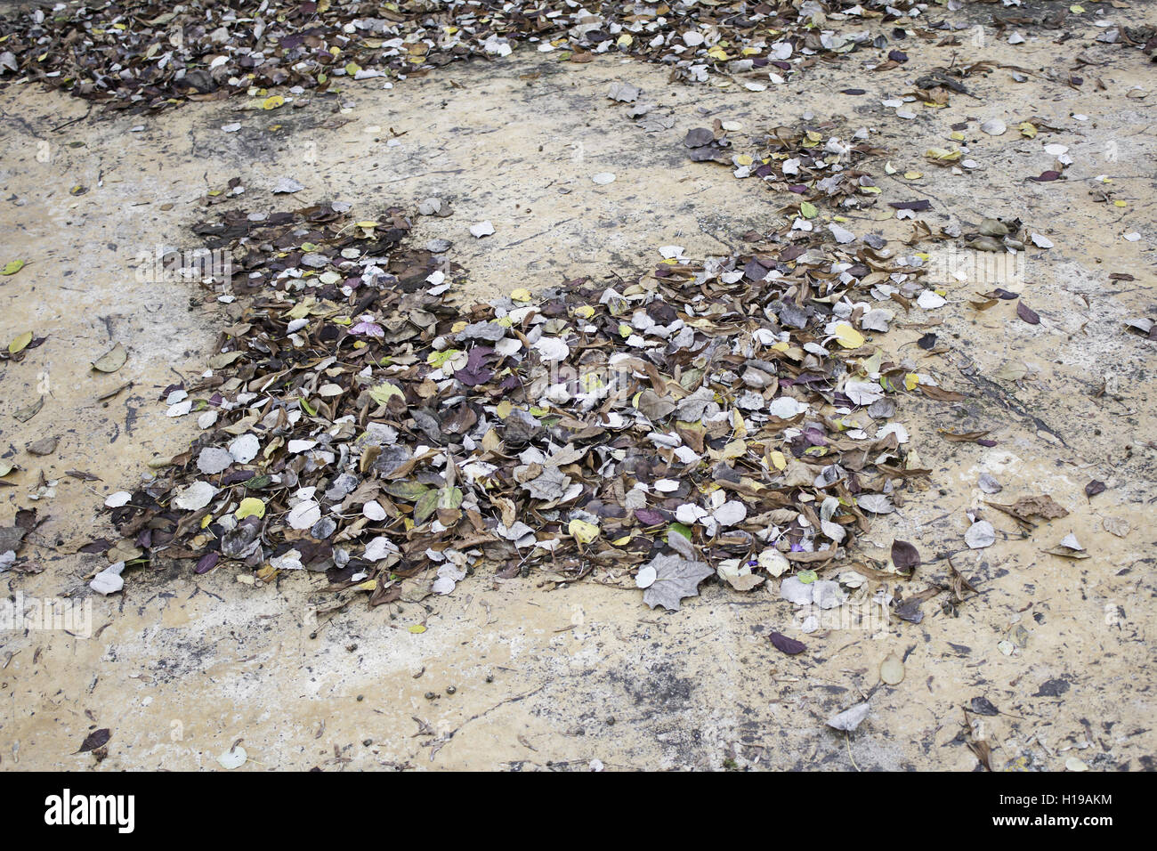 Autumn Leaves dark wood flooring Stock Photo - Alamy