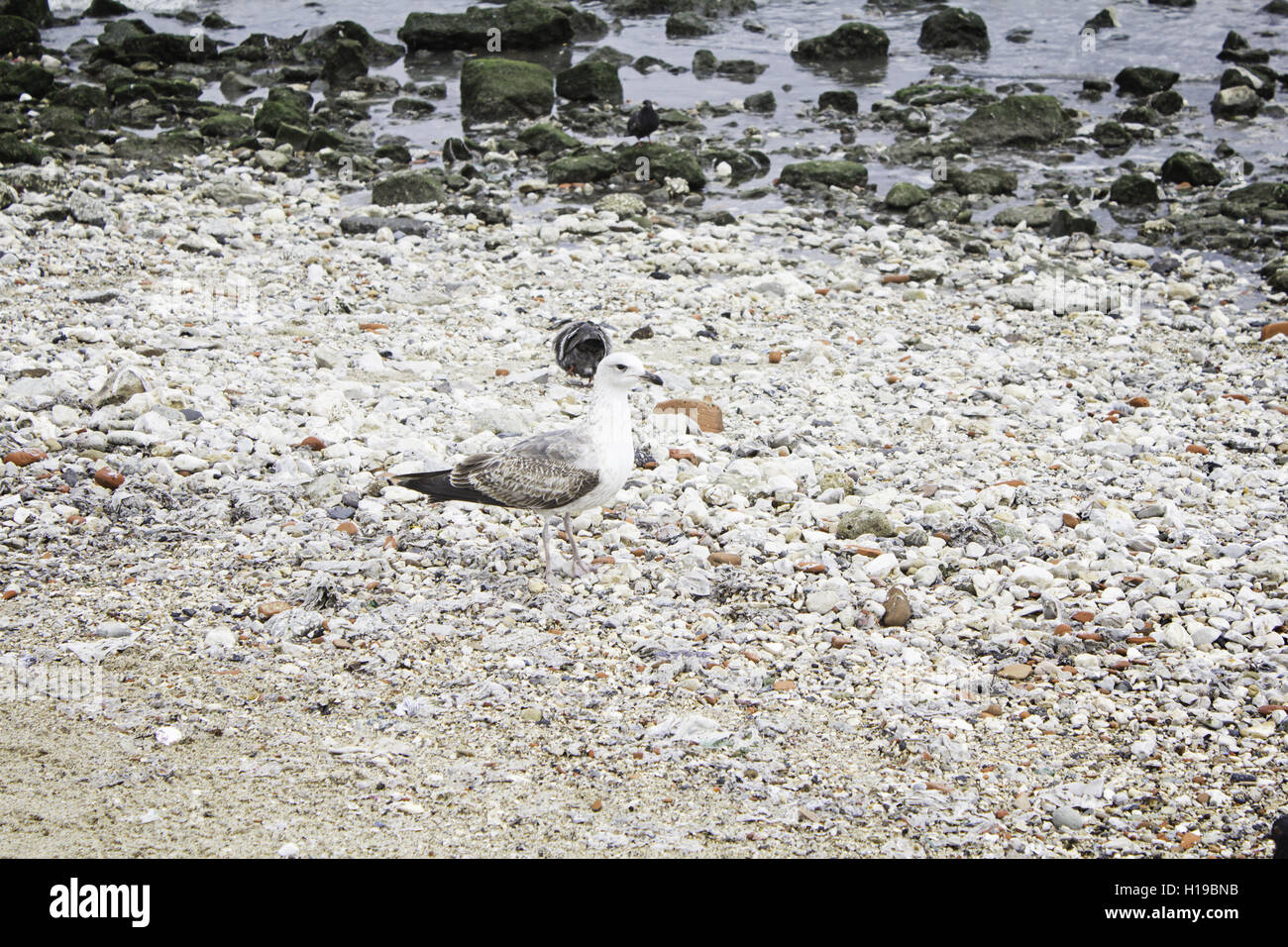 Seagull on beach sand sea animals Stock Photo - Alamy