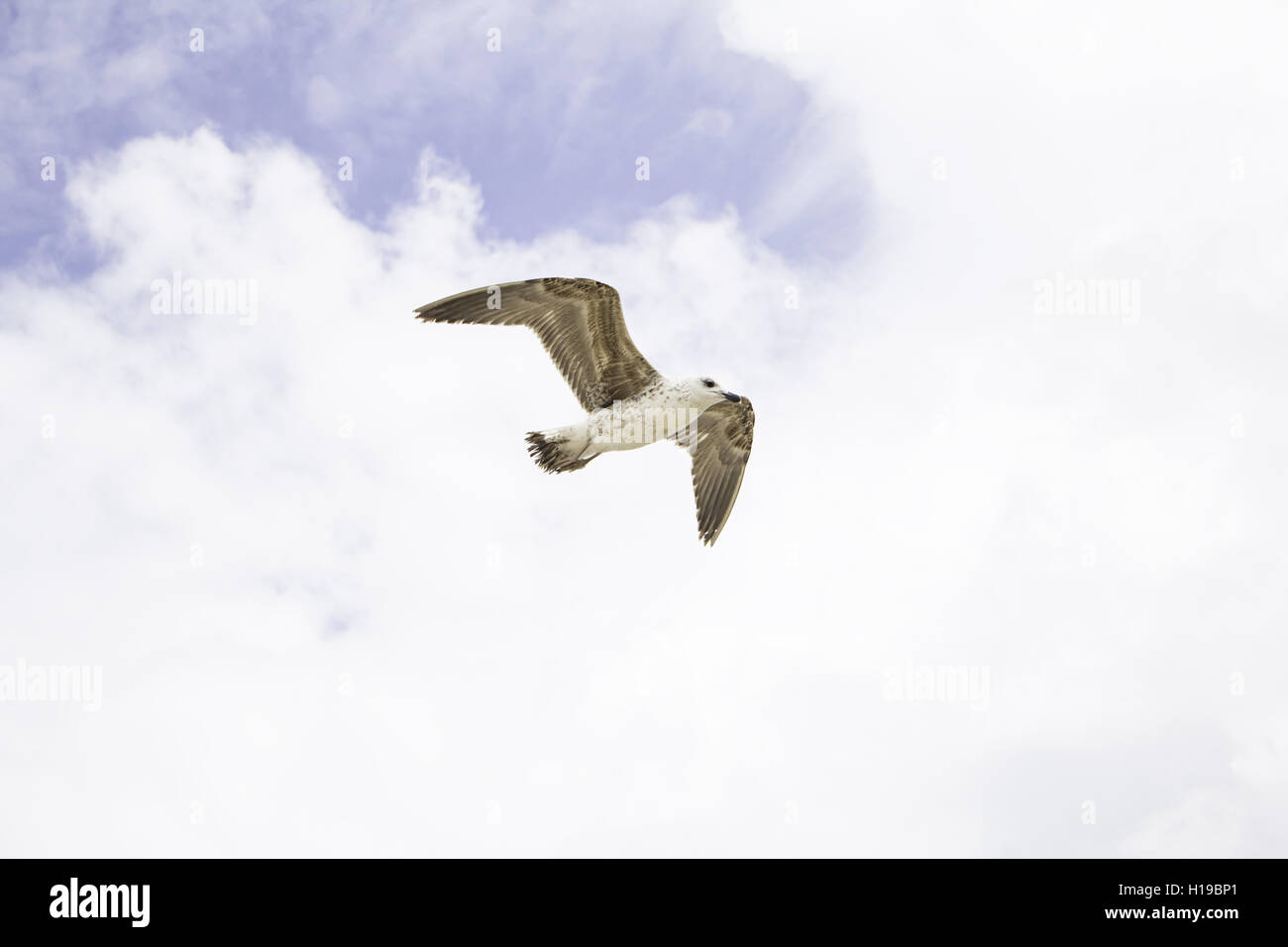 Seagull flying over blue sky, animals Stock Photo - Alamy