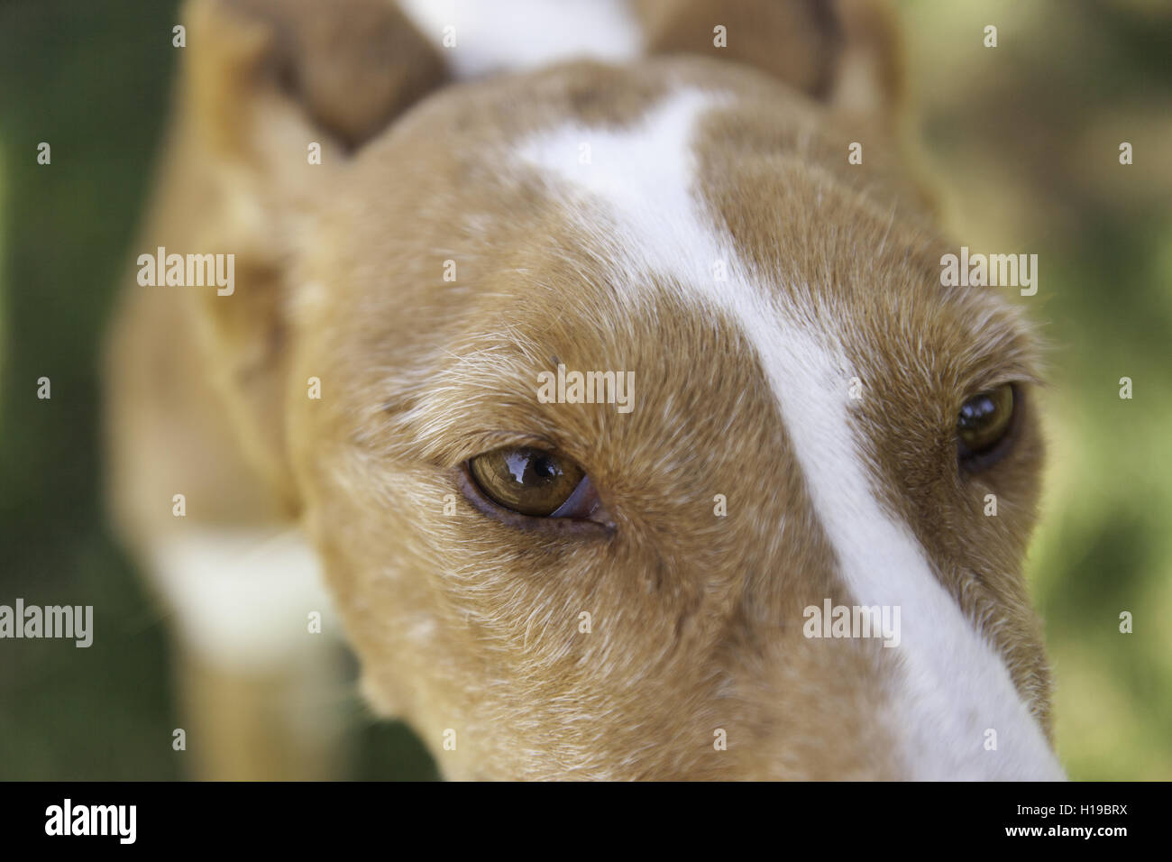 Look sad little dog, animals Stock Photo - Alamy