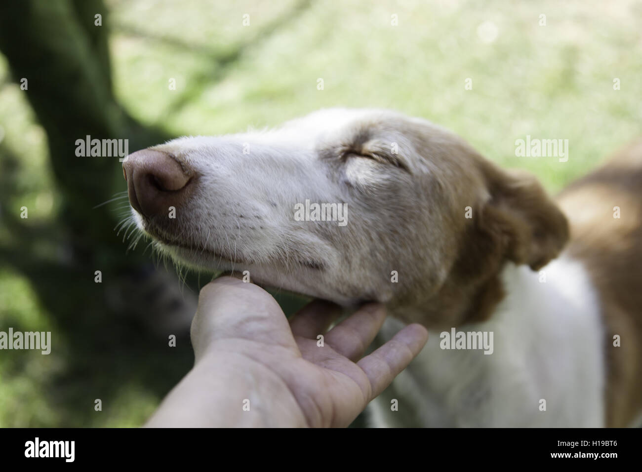Puppy dog resting garden, animals Stock Photo - Alamy