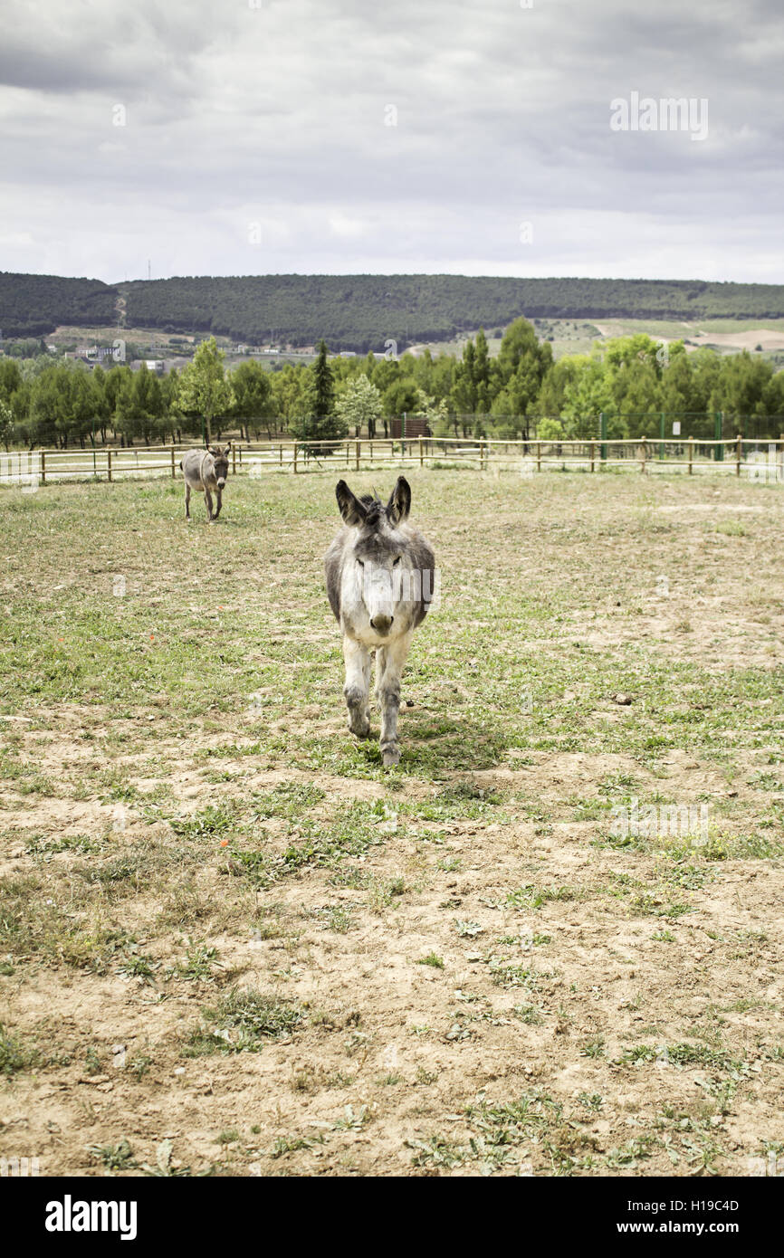 Donkeys walking on farm animals and nature Stock Photo - Alamy