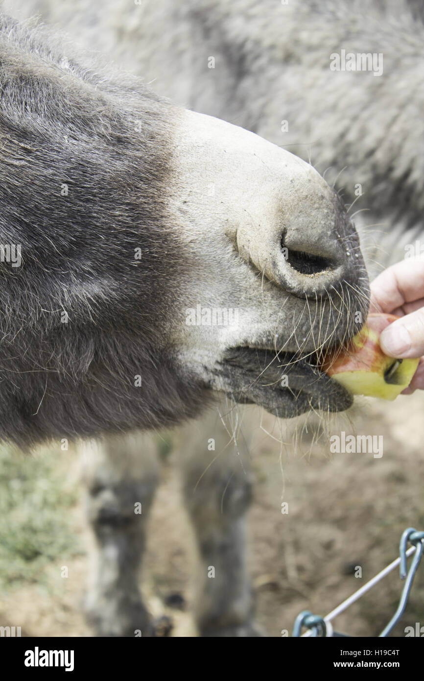 Donkey eating farm field, nature and animals Stock Photo - Alamy