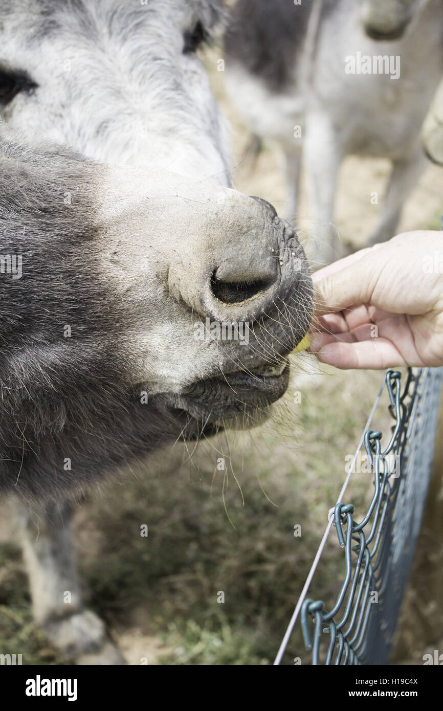 Donkey eating farm field, nature and animals Stock Photo - Alamy