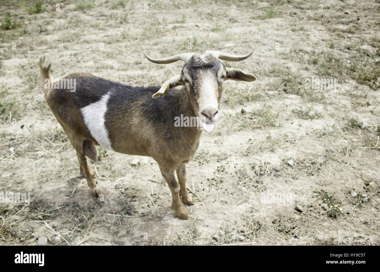 Goat farm with nature, animals and vegetation Stock Photo - Alamy