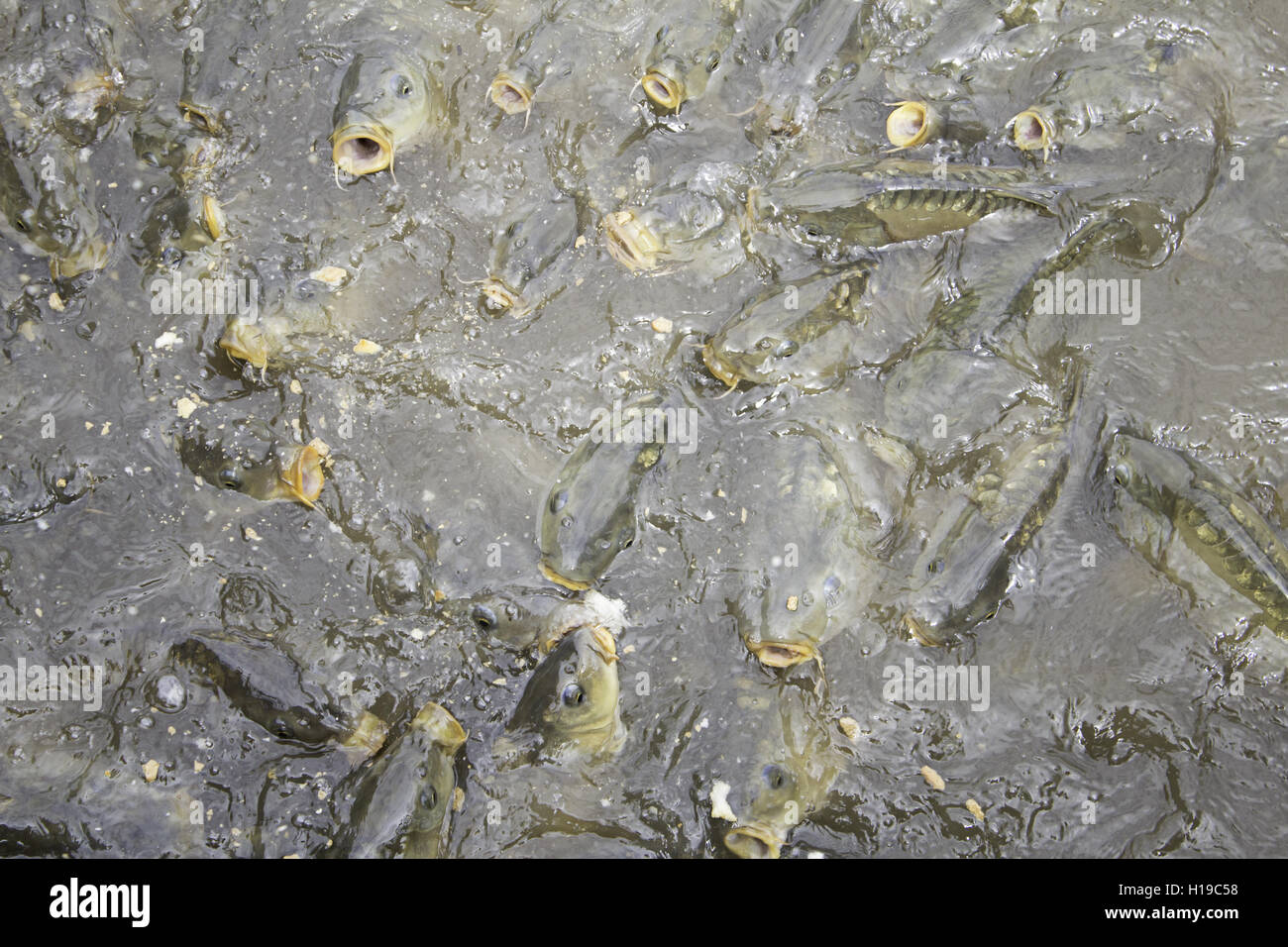 Carp creek eating bread, animals Stock Photo - Alamy