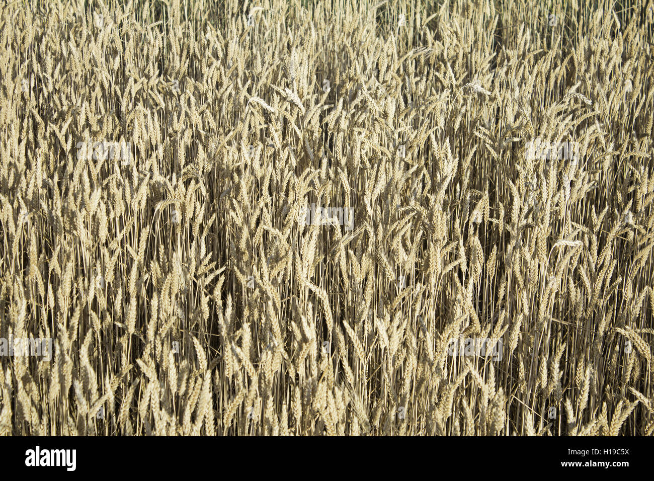 Wheat field in nature hi-res stock photography and images - Alamy