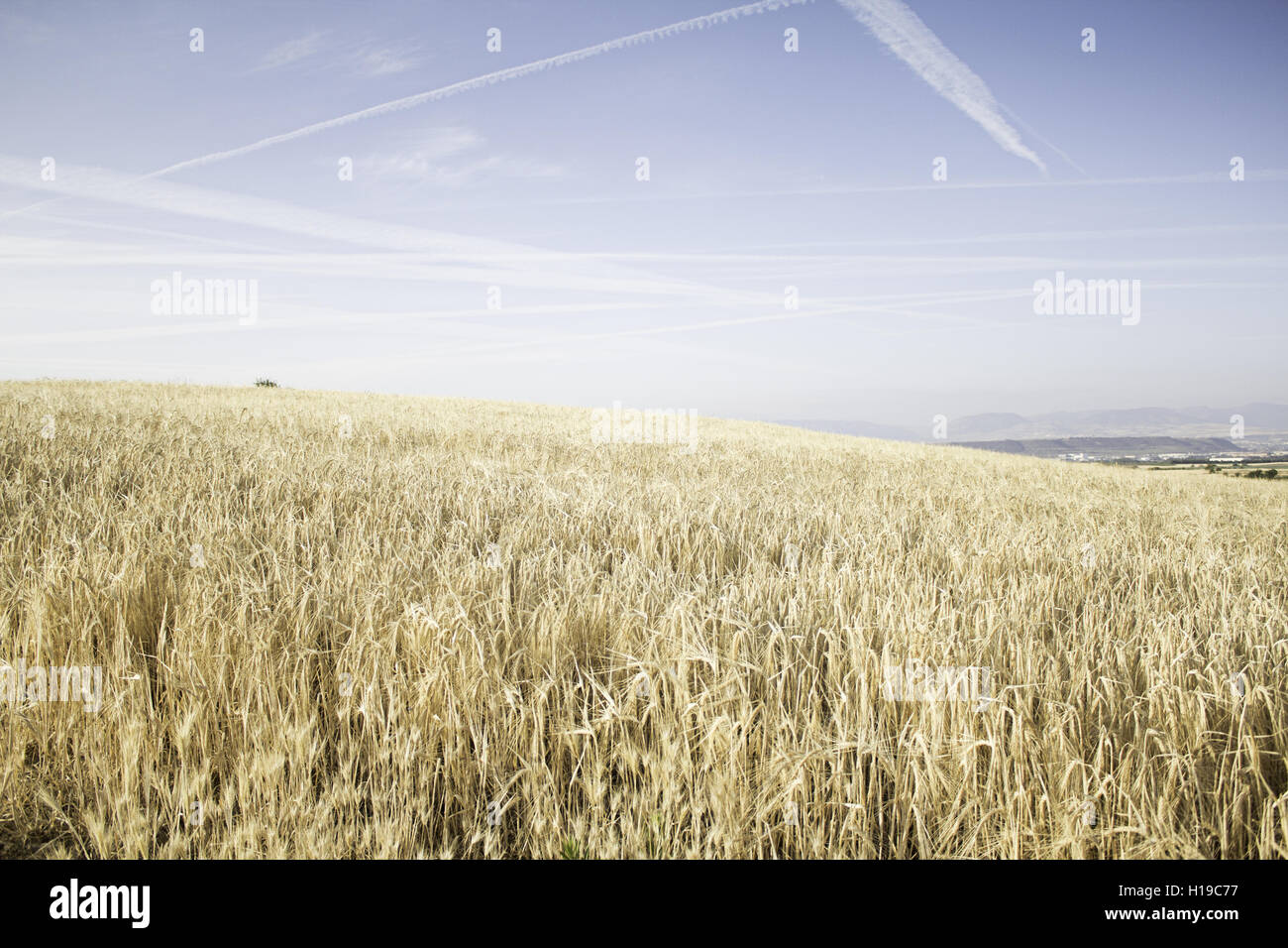 Heaven in wheat field with trails, nature Stock Photo - Alamy