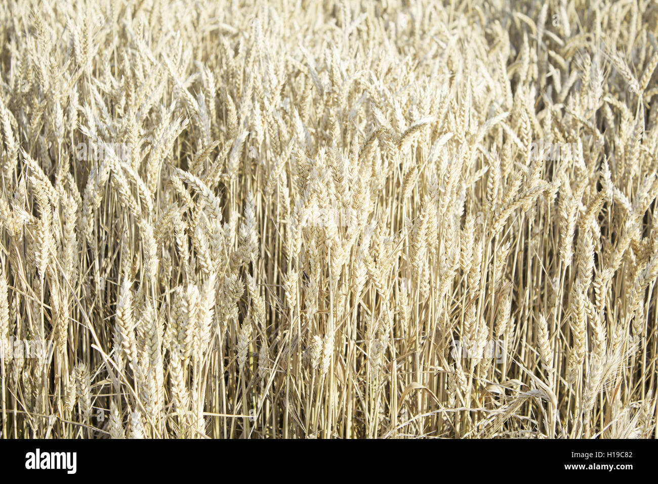 Wheat field in nature hi-res stock photography and images - Alamy