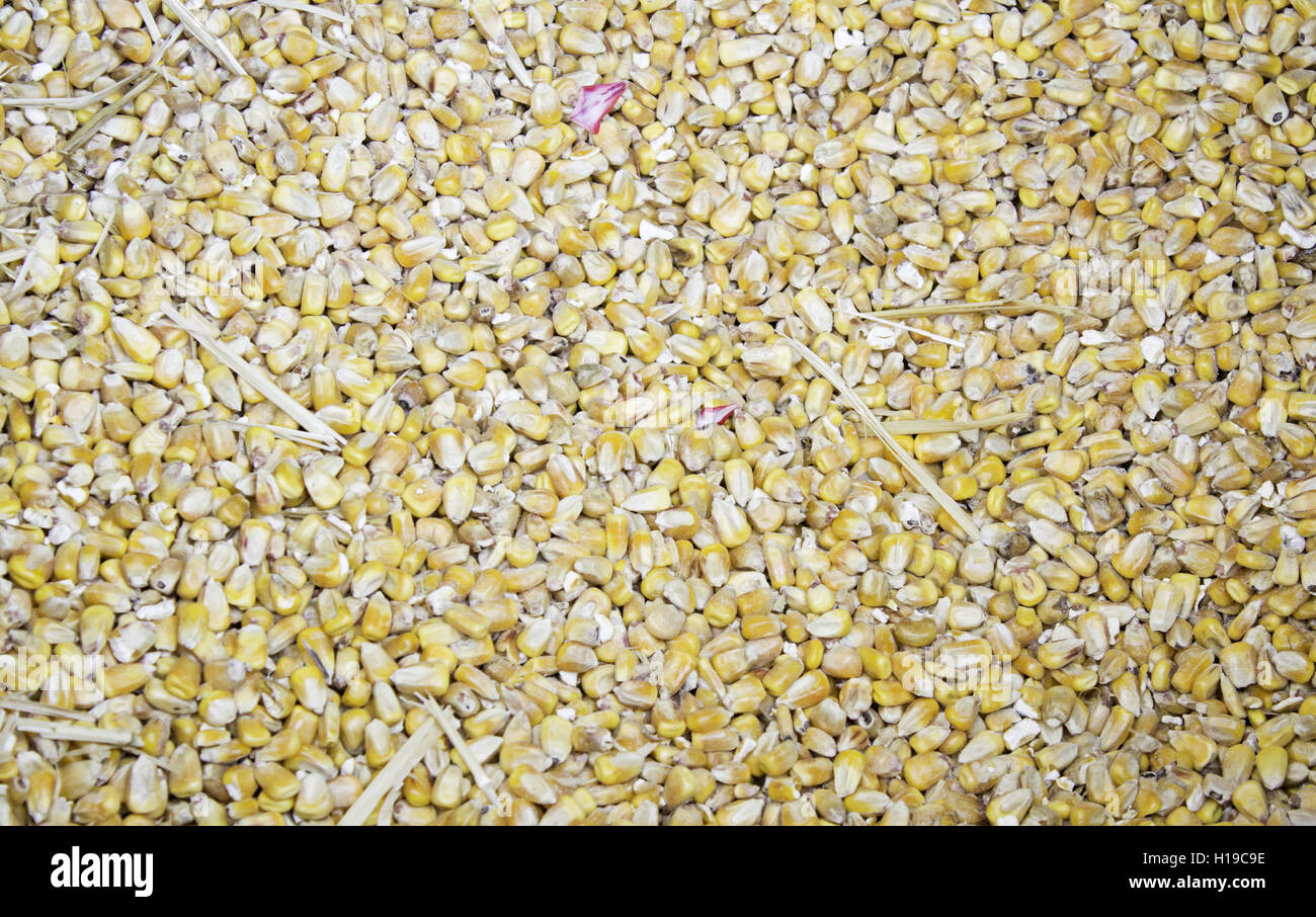 Corn kernels pattern hi-res stock photography and images - Alamy